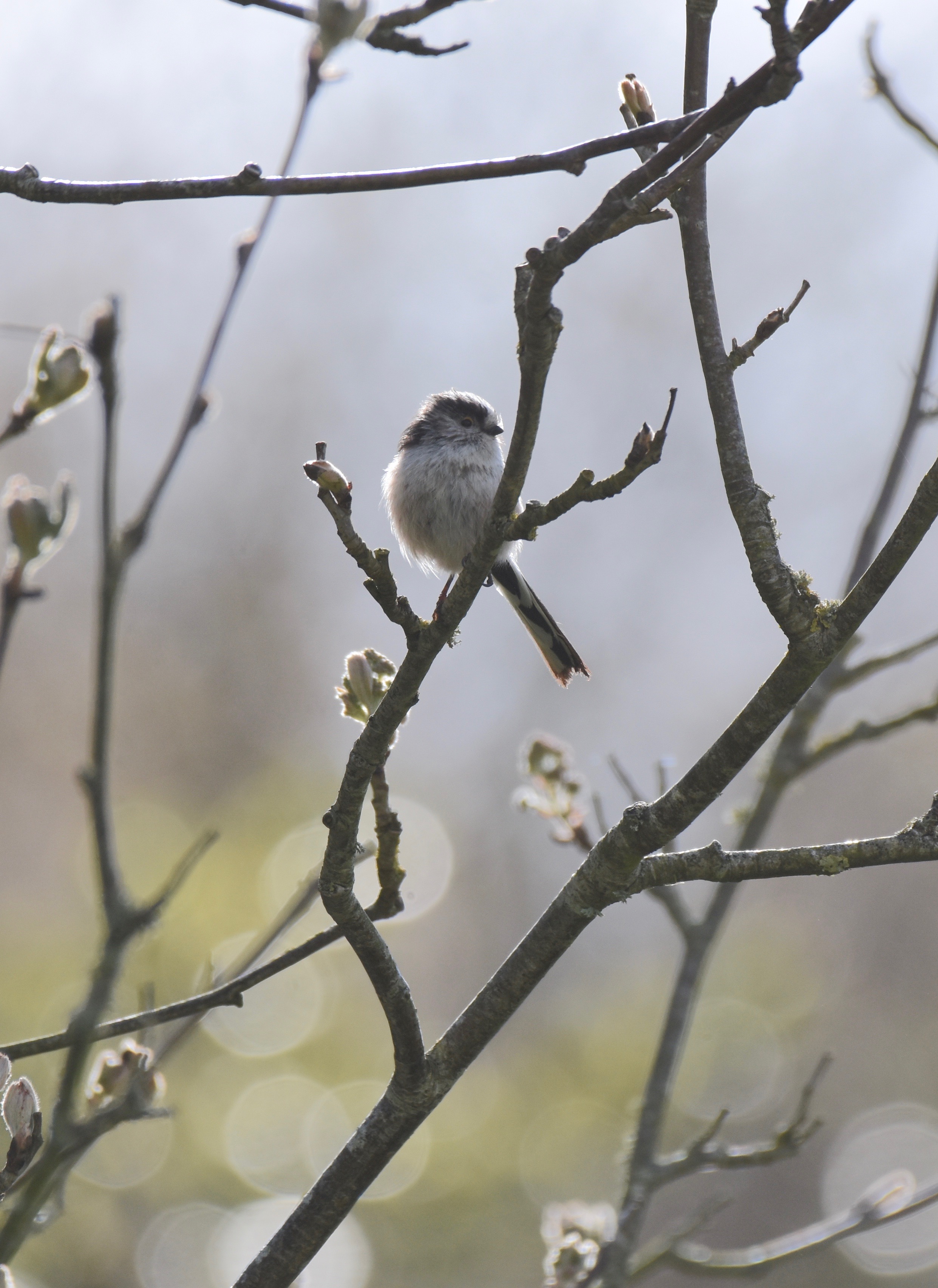 It’s All About the Brambles – Learning about Photography, Butterflies ...
