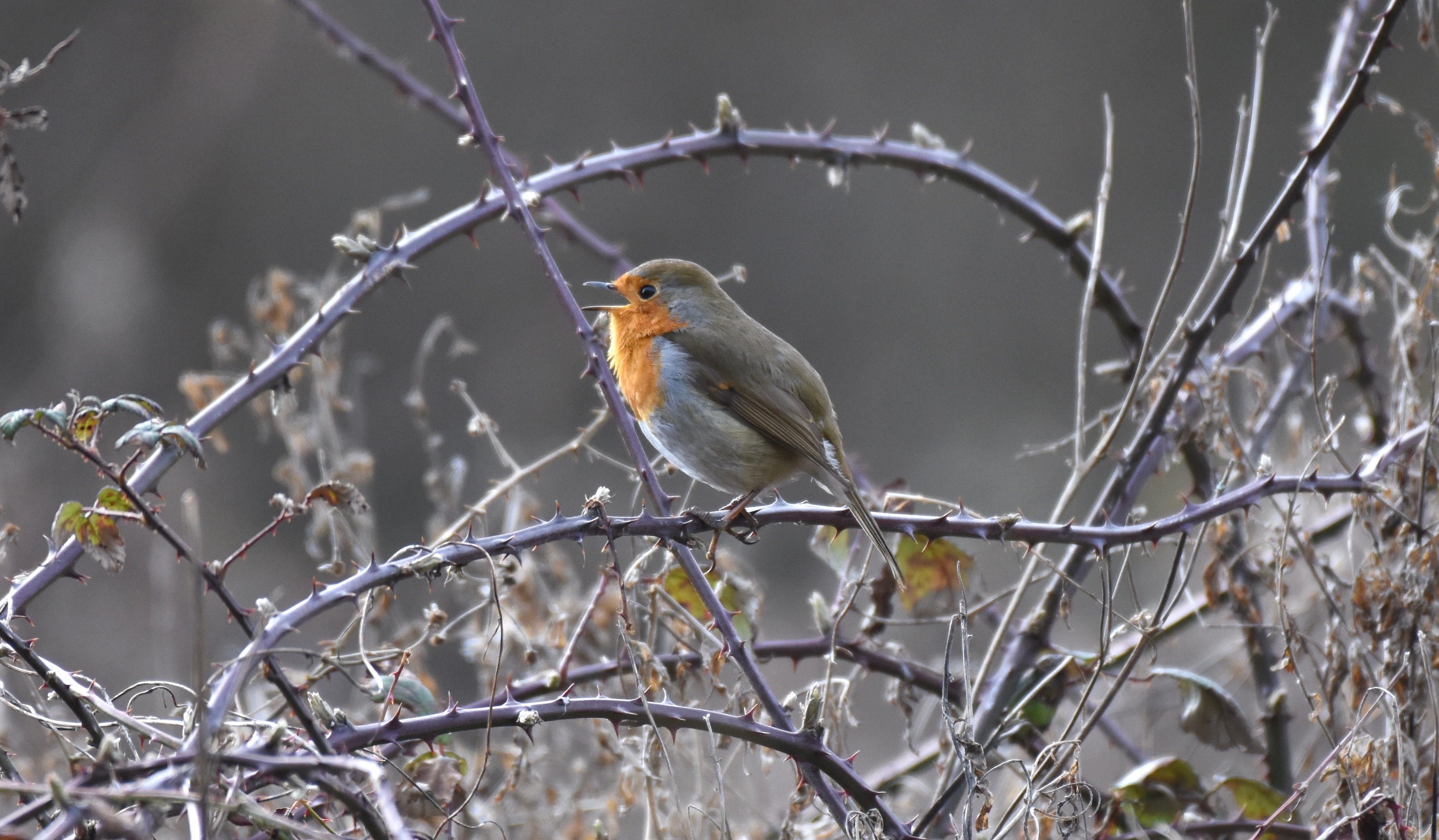 It’s All About the Brambles – Learning about Photography, Butterflies ...