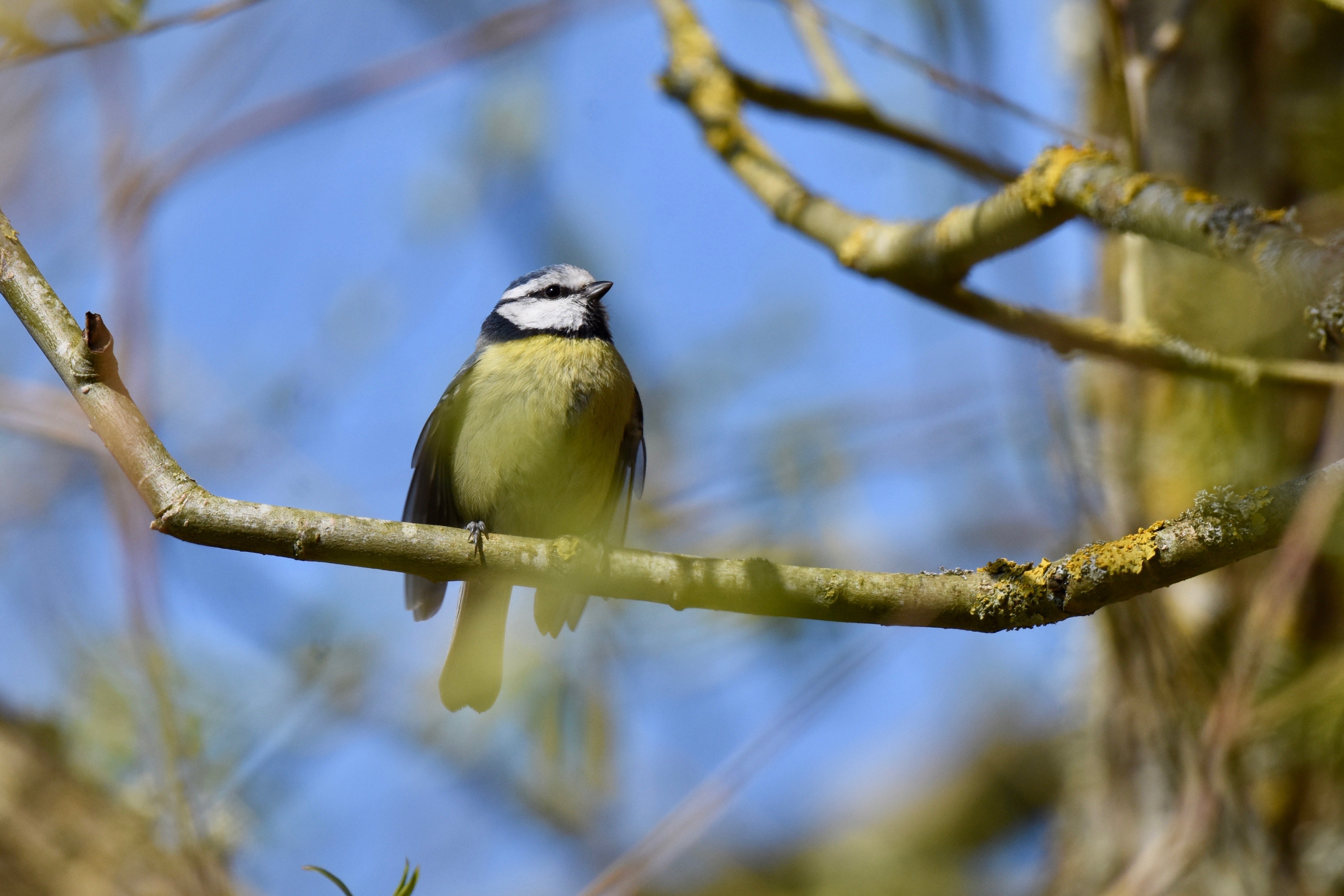 Fledglings in Dappled Light – Learning about Photography, Butterflies ...